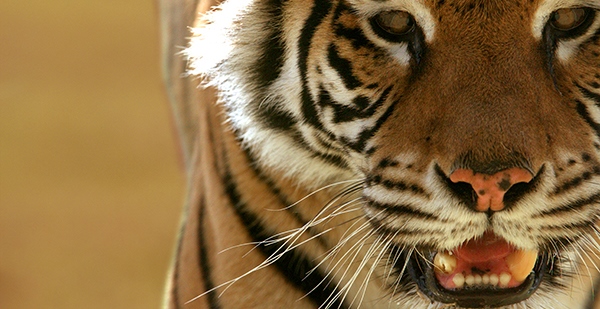 Cross-eyed tiger undergoes CAT scan to save sight - The University of ...
