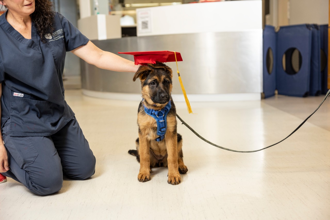 Puppy preschool - University Veterinary Teaching Hospital Sydney